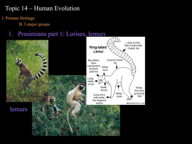 topic14-human-evolution.ppt