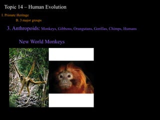 topic14-human-evolution.ppt