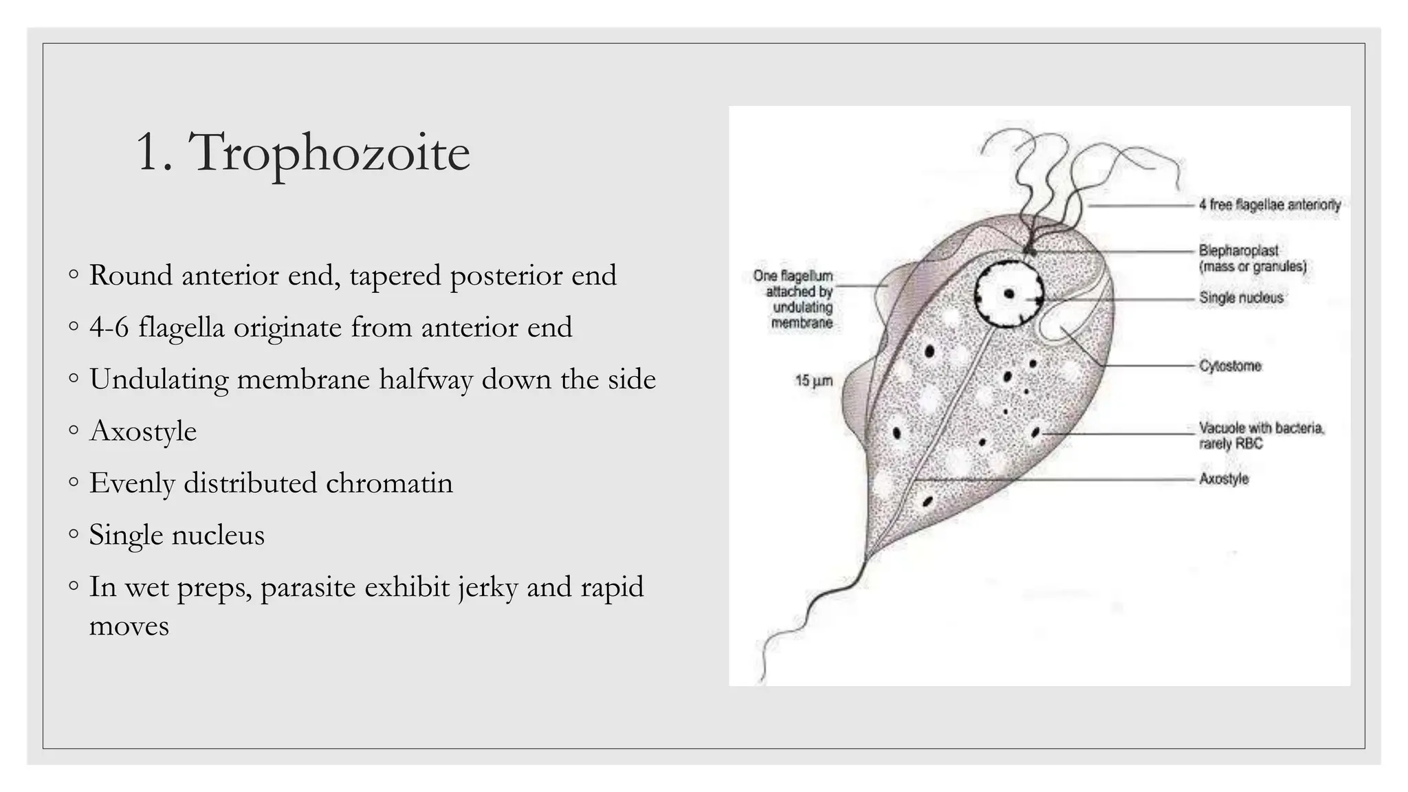 topic empat belas protozoa parasites parasitology | PPTX | Digestive ...