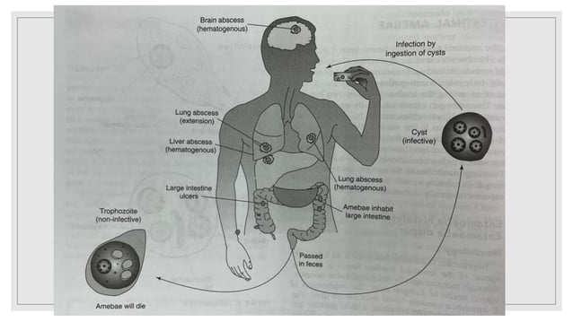 topic empat belas protozoa parasites parasitology | PPTX | Digestive ...