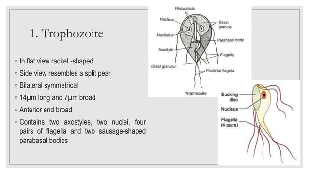 topic empat belas protozoa parasites parasitology | PPTX | Digestive ...