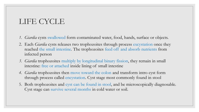 topic empat belas protozoa parasites parasitology | PPTX | Digestive ...
