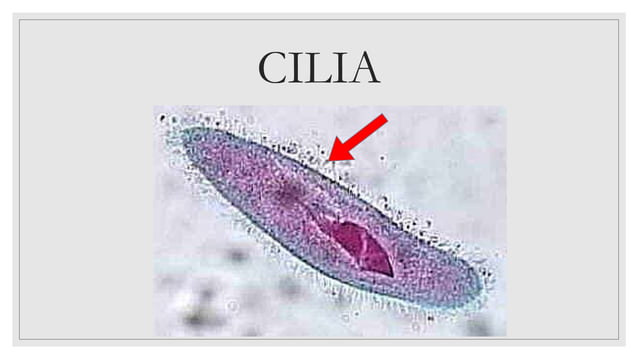 topic empat belas protozoa parasites parasitology | PPTX | Digestive ...
