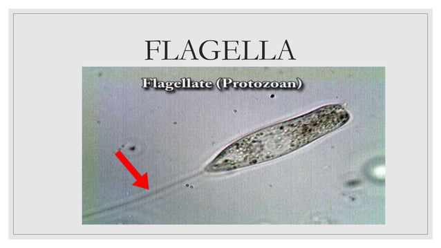 topic empat belas protozoa parasites parasitology | PPTX | Digestive ...