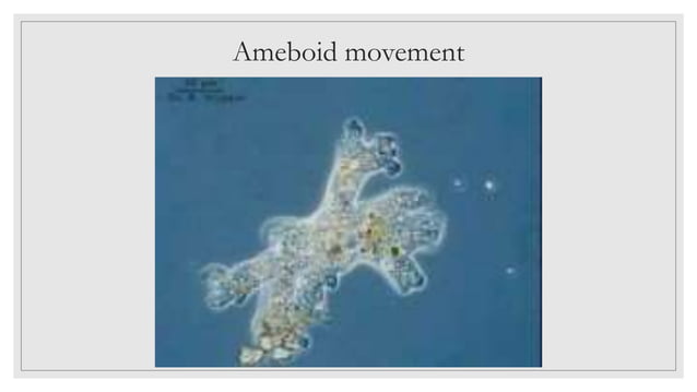 topic empat belas protozoa parasites parasitology | PPTX | Digestive ...