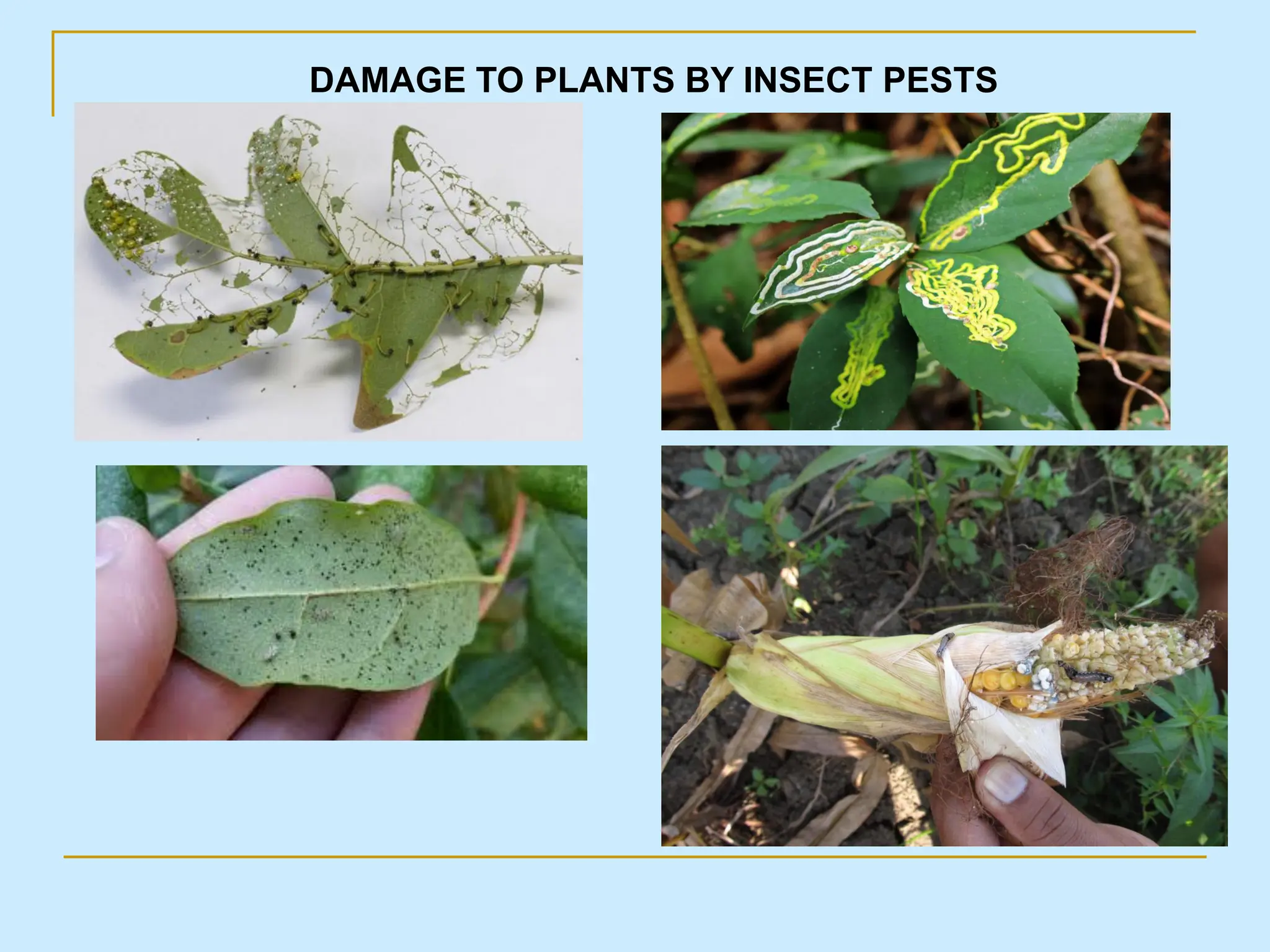 principles of integrated pest management | PDF