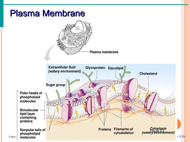 Topic 1 Cellular Abberation | PPT | Chemistry | Science