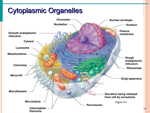 Topic 1 Cellular Abberation | PPT | Chemistry | Science