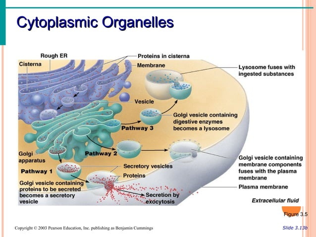 Topic 1 Cellular Abberation | PPT | Chemistry | Science