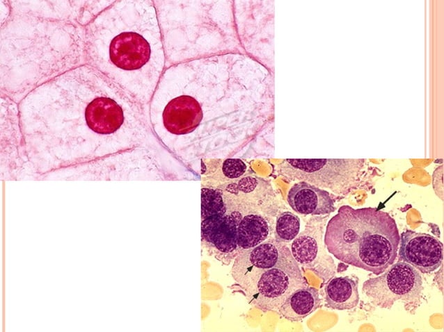 Topic 1 Cellular Abberation | PPT | Chemistry | Science