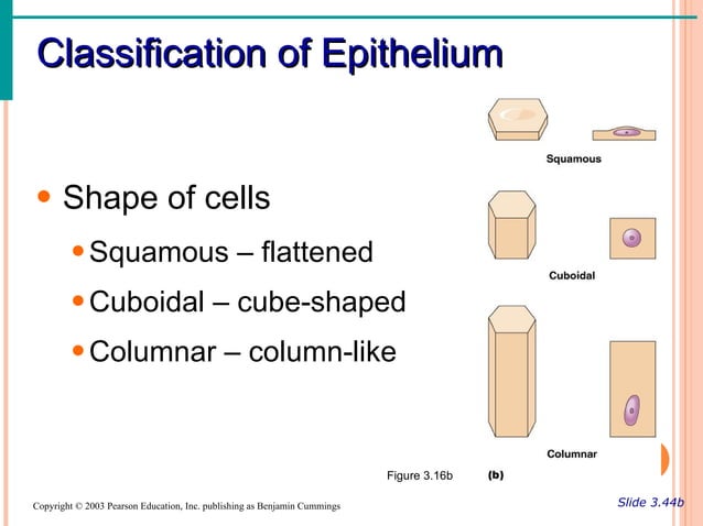 Topic 1 Cellular Abberation | PPT | Chemistry | Science