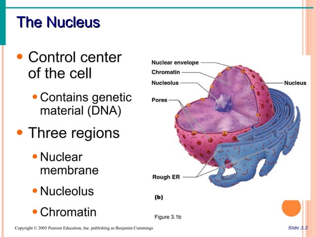 Topic 1 Cellular Abberation | PPT | Chemistry | Science