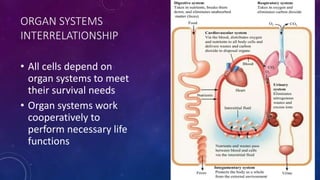 TOPIC 1 INTRODUCTION TO PHYSIOLOGY.pptx