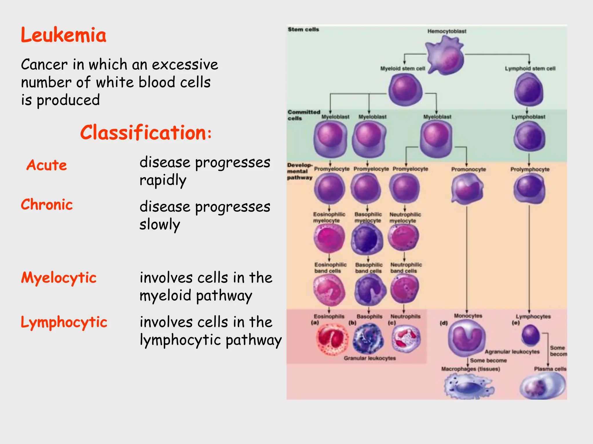 Leukopoiesis formation of white blood cell | PPT