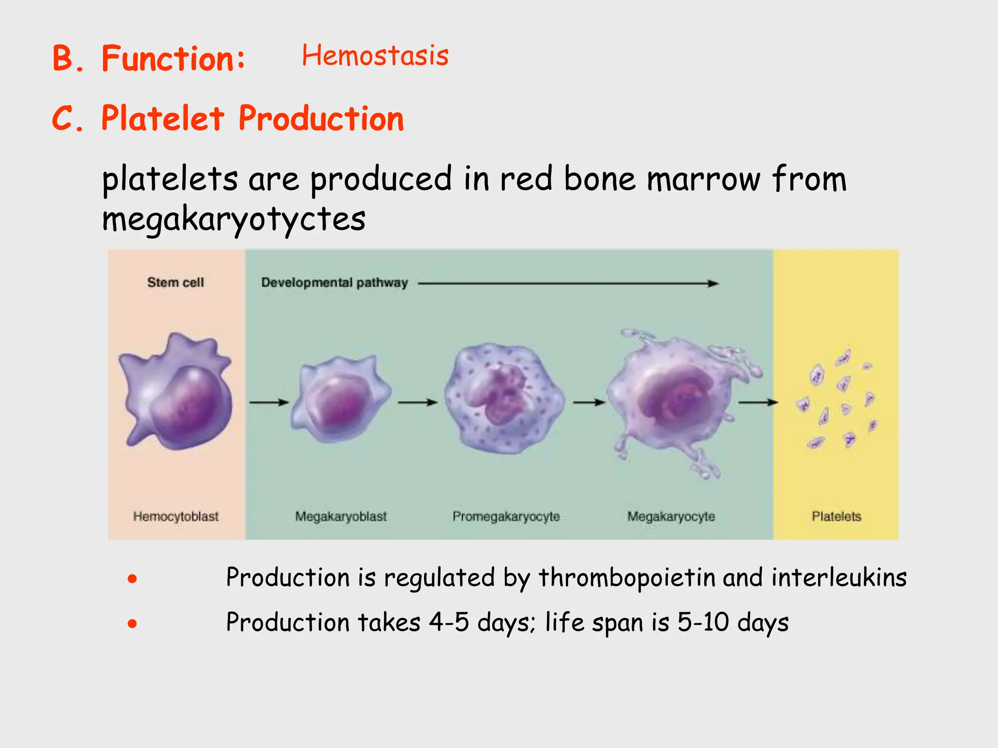 Leukopoiesis formation of white blood cell | PPT