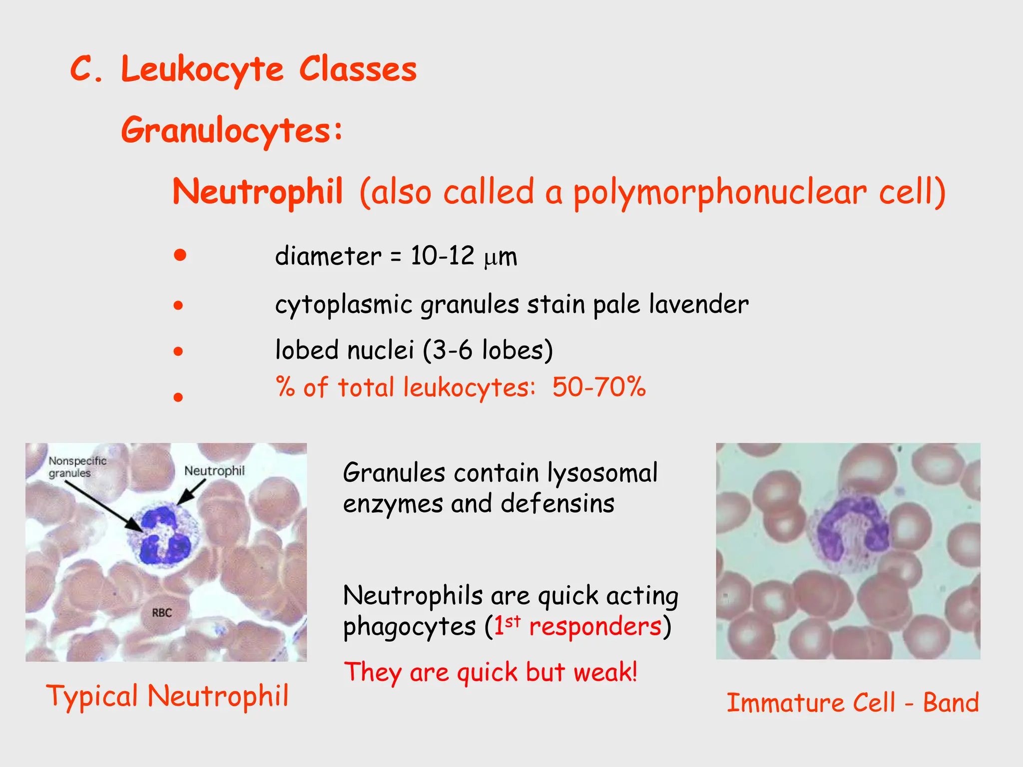 Leukopoiesis formation of white blood cell | PPT