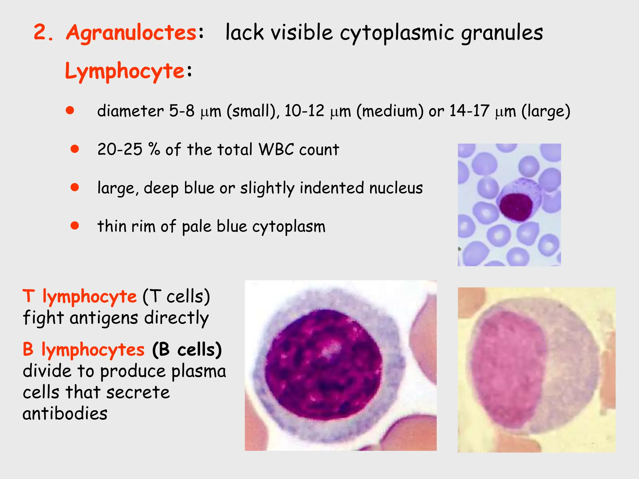 Leukopoiesis formation of white blood cell | PPT
