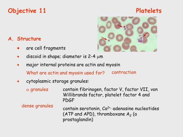 Leukopoiesis formation of white blood cell | PPT