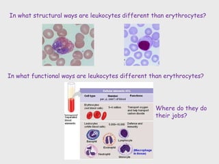 Leukopoiesis formation of white blood cell | PPT