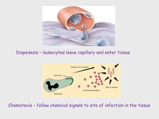 Leukopoiesis formation of white blood cell | PPT