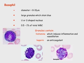 Leukopoiesis formation of white blood cell | PPT