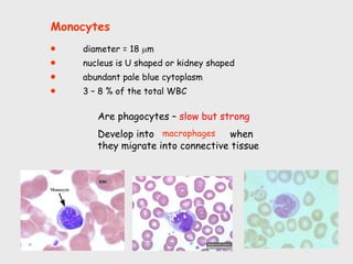 Leukopoiesis formation of white blood cell | PPT