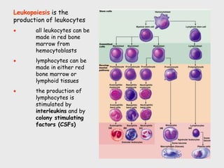 Leukopoiesis formation of white blood cell | PPT