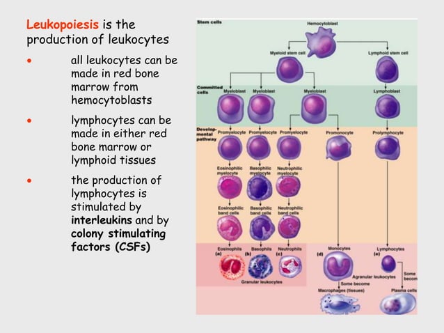 Leukopoiesis formation of white blood cell | PPT