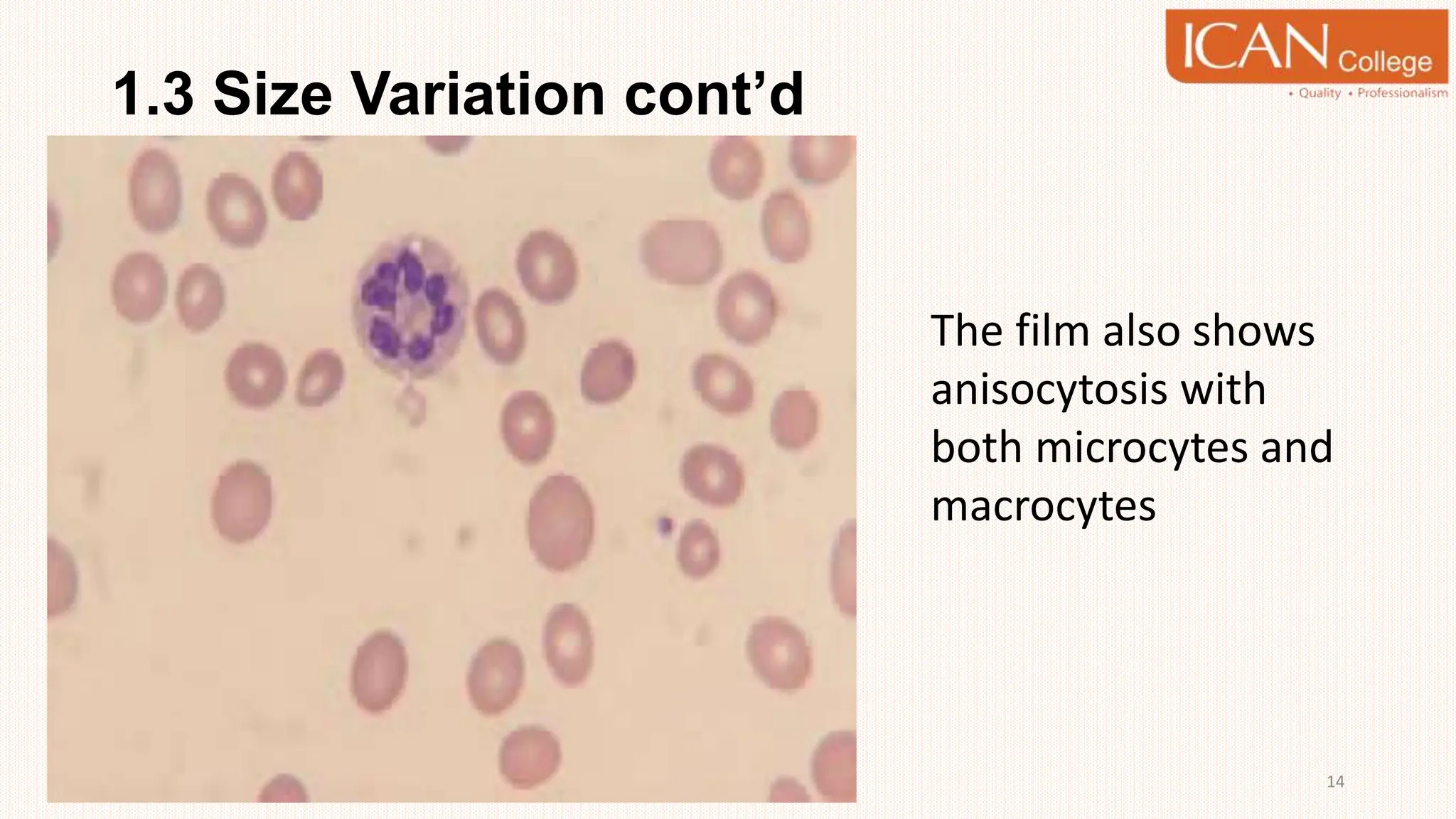 TOPIC 1 HEMATOLOGY RED CELL MORPHOLOGY STUDY.pptx