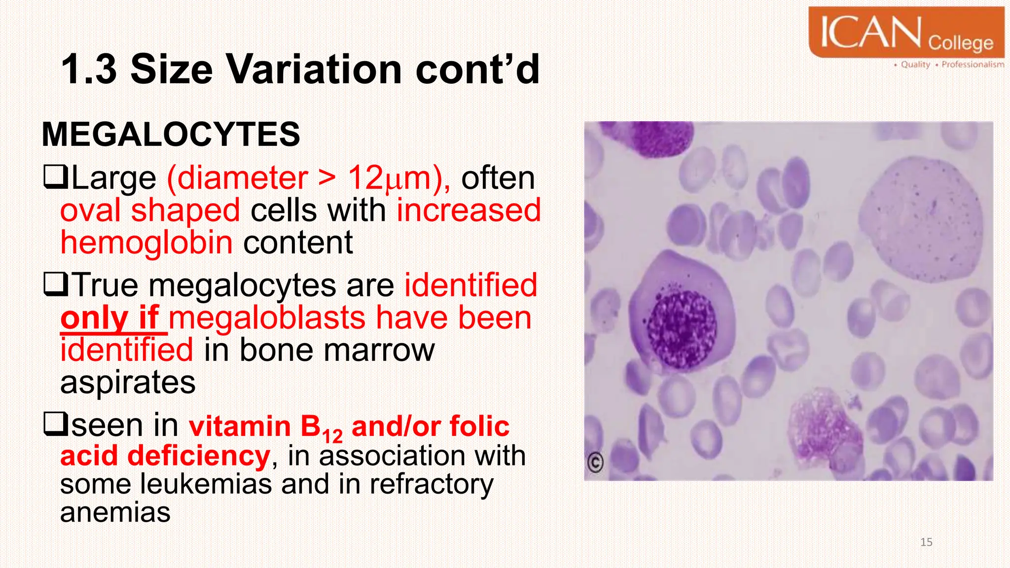 TOPIC 1 HEMATOLOGY RED CELL MORPHOLOGY STUDY.pptx