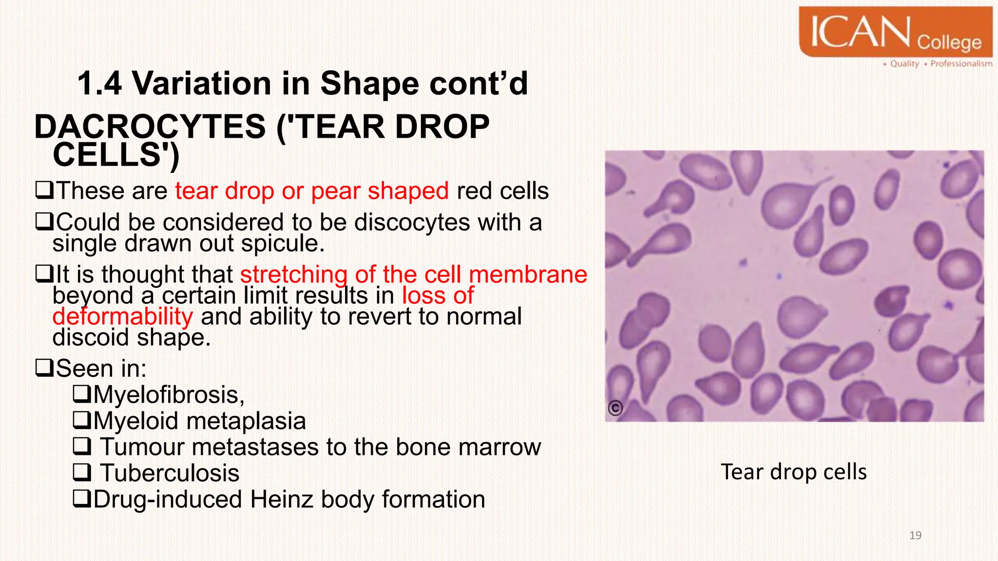 TOPIC 1 HEMATOLOGY RED CELL MORPHOLOGY STUDY.pptx