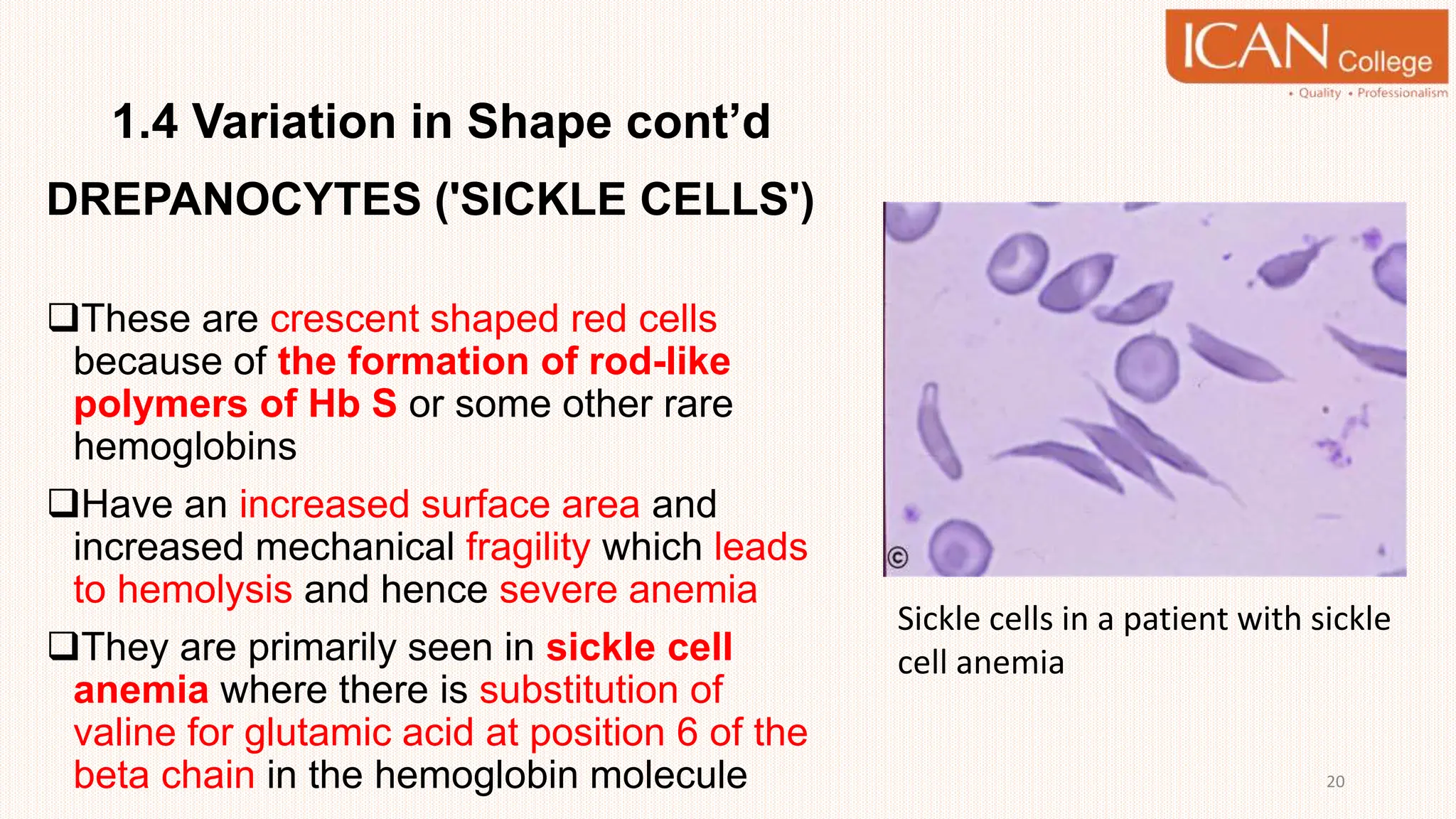 TOPIC 1 HEMATOLOGY RED CELL MORPHOLOGY STUDY.pptx