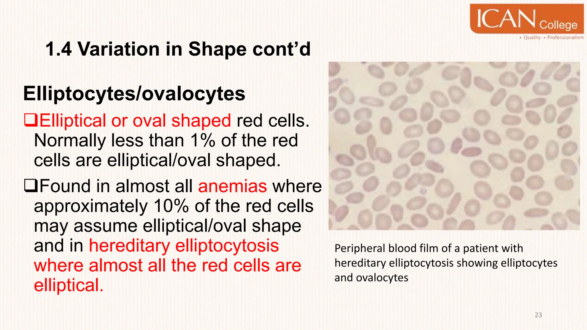 TOPIC 1 HEMATOLOGY RED CELL MORPHOLOGY STUDY.pptx