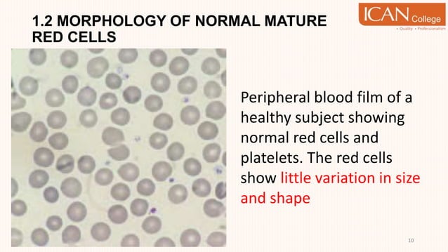 TOPIC 1 HEMATOLOGY RED CELL MORPHOLOGY STUDY.pptx