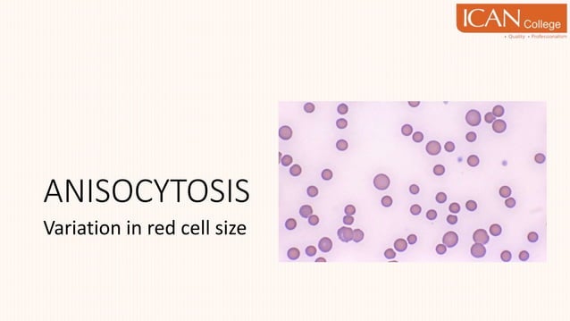 TOPIC 1 HEMATOLOGY RED CELL MORPHOLOGY STUDY.pptx
