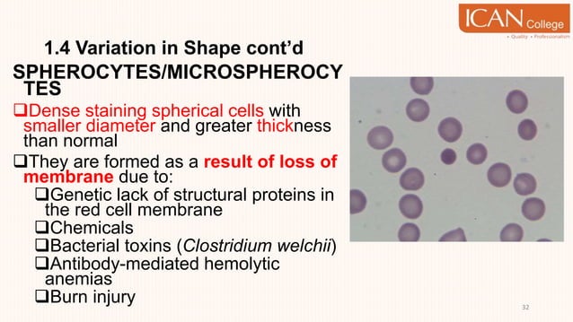 TOPIC 1 HEMATOLOGY RED CELL MORPHOLOGY STUDY.pptx