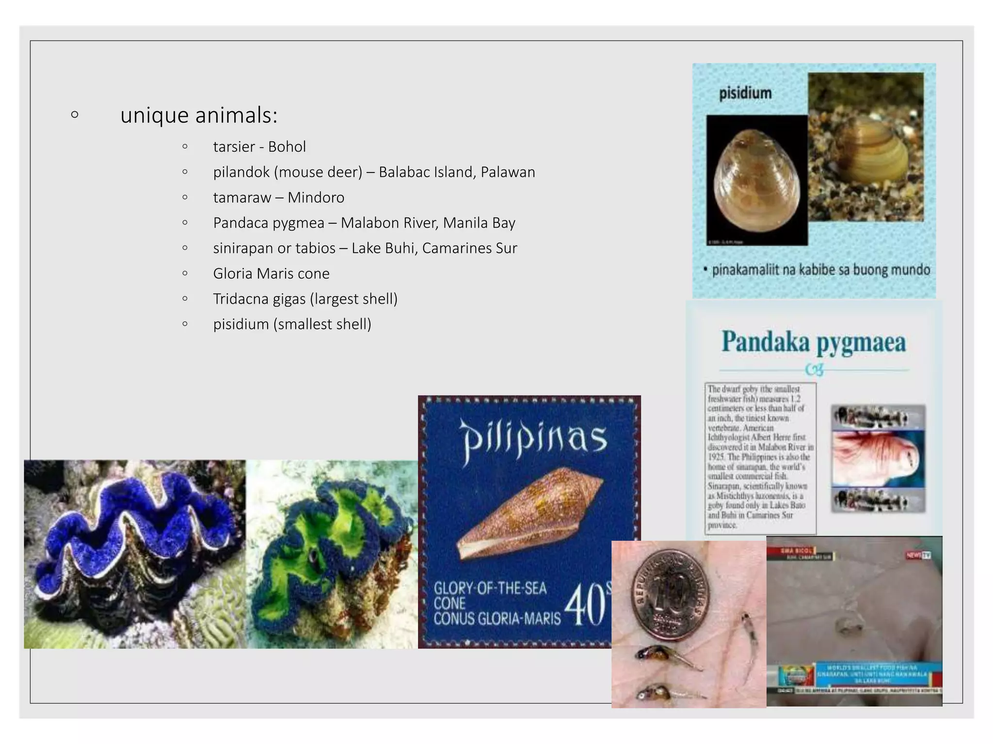 TOPIC 1 The Philippines - geography and IPs.pptx