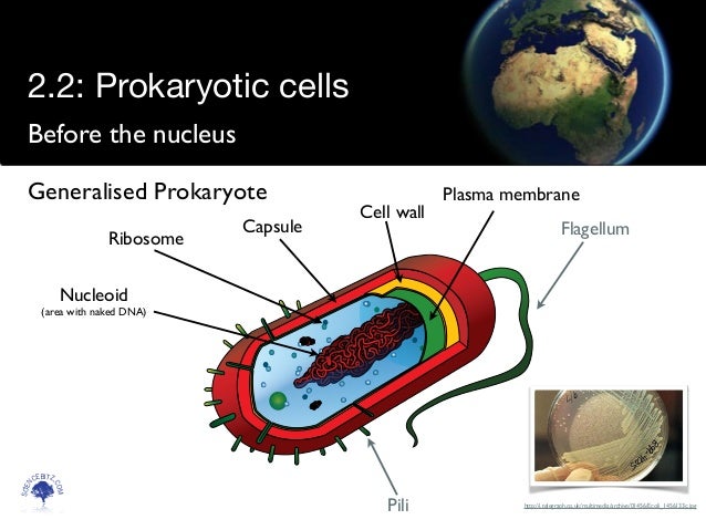 Topic 2.2 prokaryotes