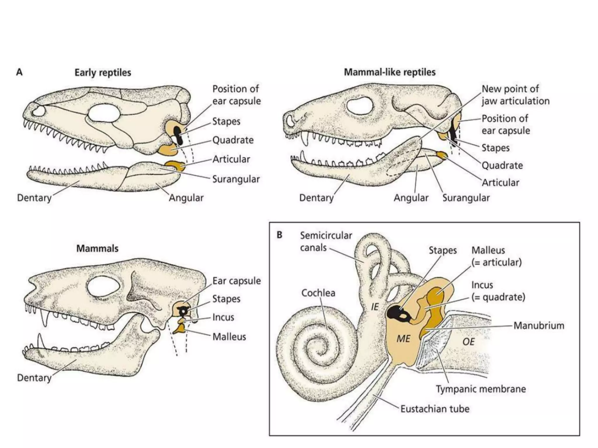 Origin and Evolution of Mammals.pptx