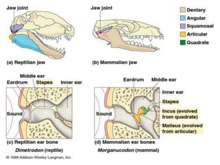 Origin and Evolution of Mammals.pptx