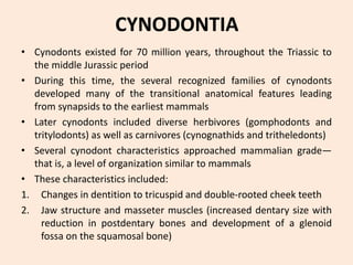 Origin and Evolution of Mammals.pptx