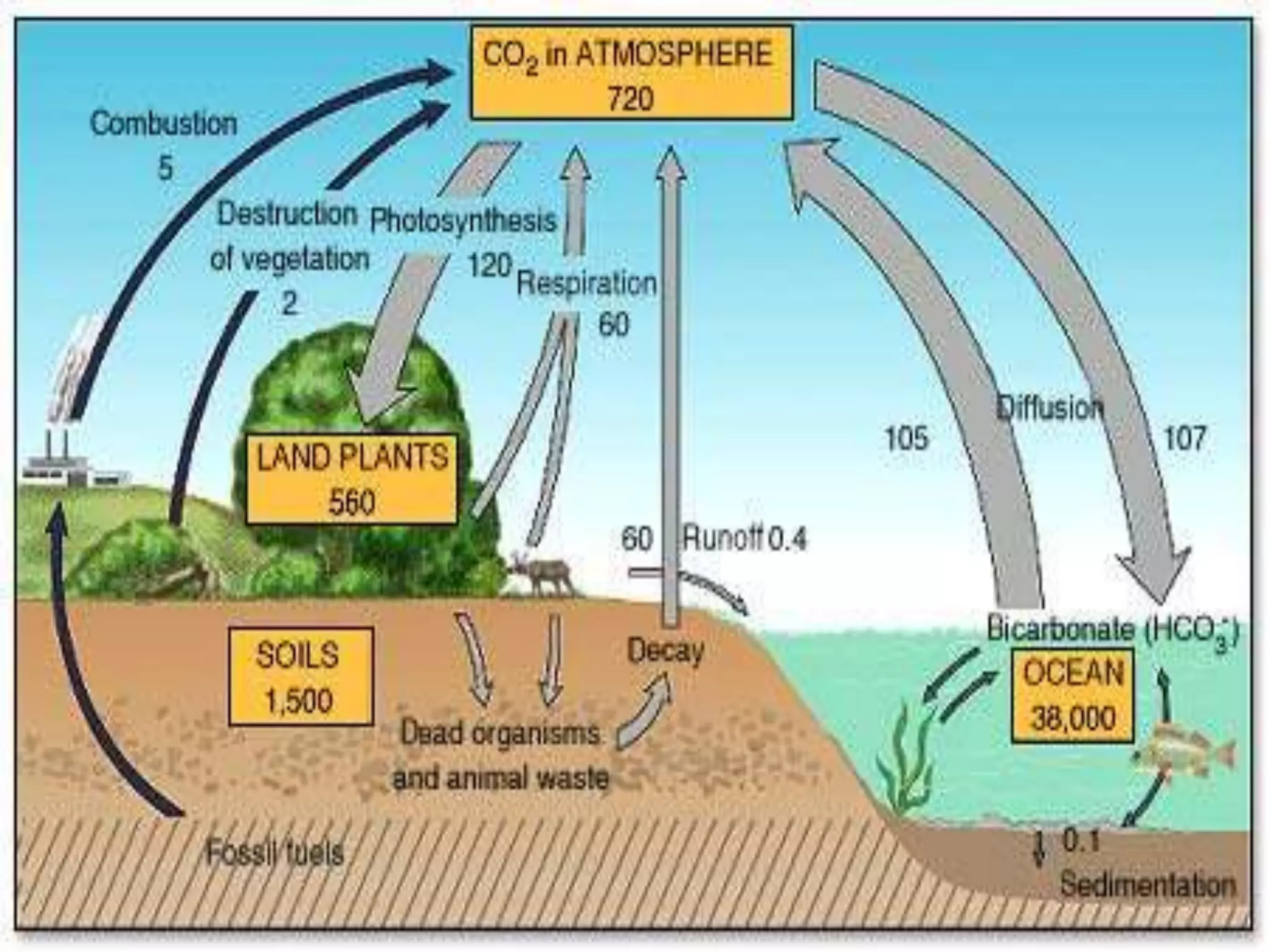 carbon oxygen cycle | PPT