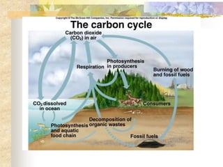 carbon oxygen cycle | PPT