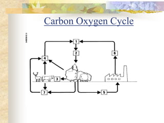 carbon oxygen cycle | PPT