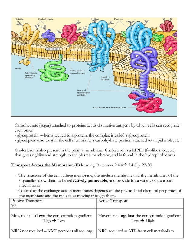 Topic2.4 membrane-notes | PDF