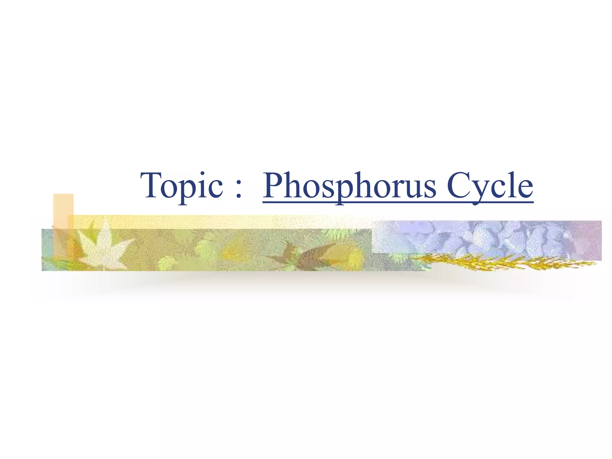 Phosphorus cycle | PPT