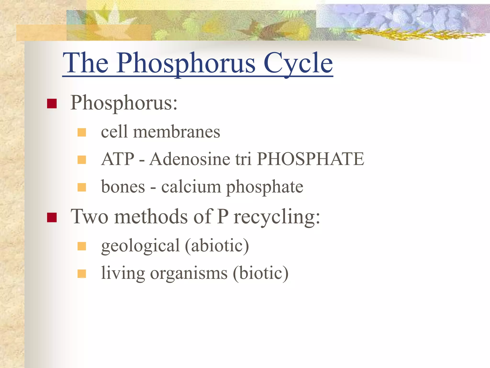 Phosphorus cycle | PPT