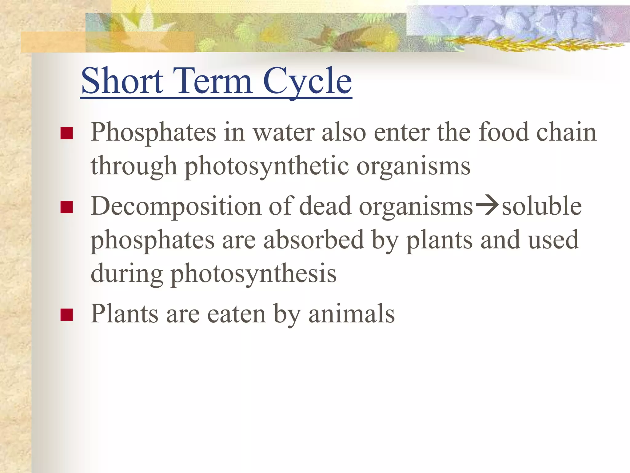 Phosphorus cycle | PPT