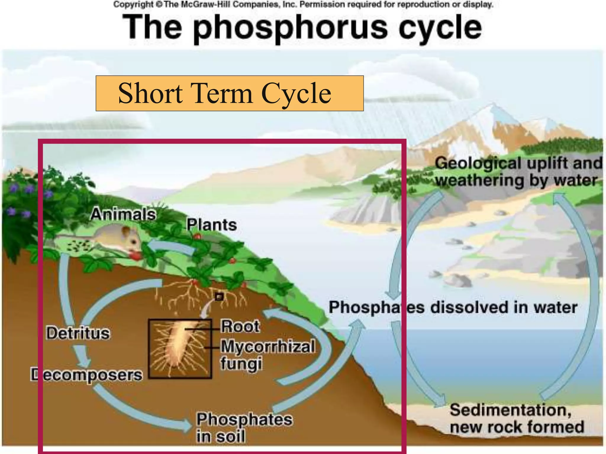 Phosphorus cycle | PPT