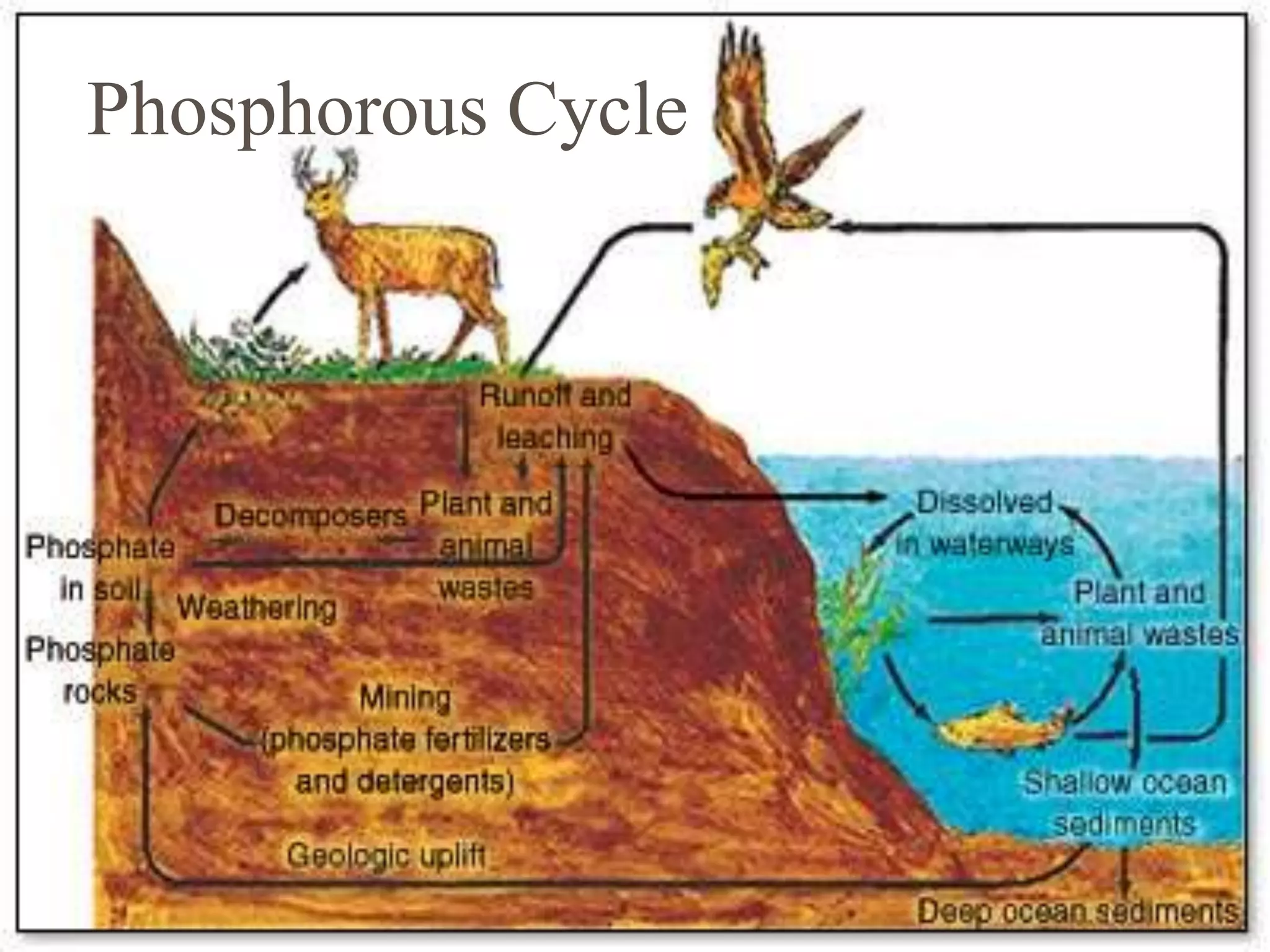 Phosphorus cycle | PPT